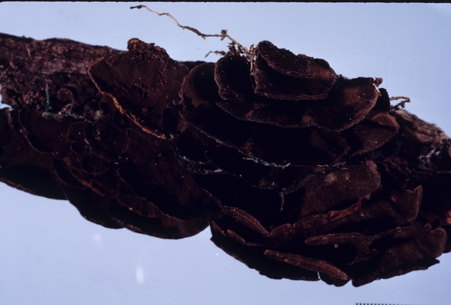 Virtual Mycota Cyclomyces tabacinus